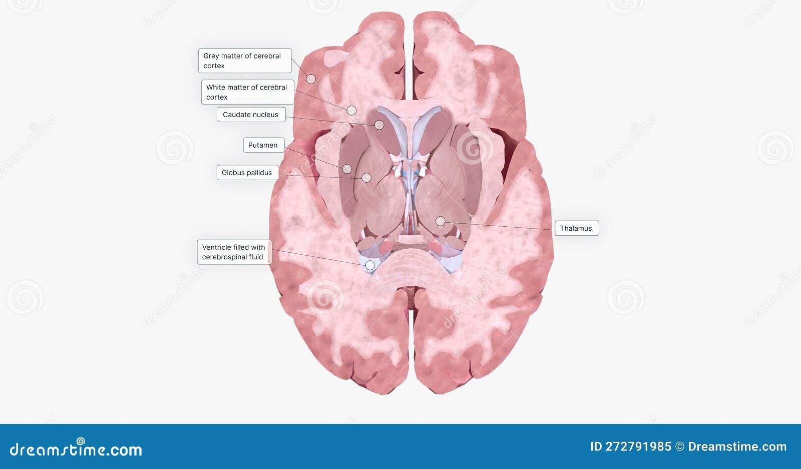 The Brain Transverse (Axial) Cross Section Stock Image - Image of ...