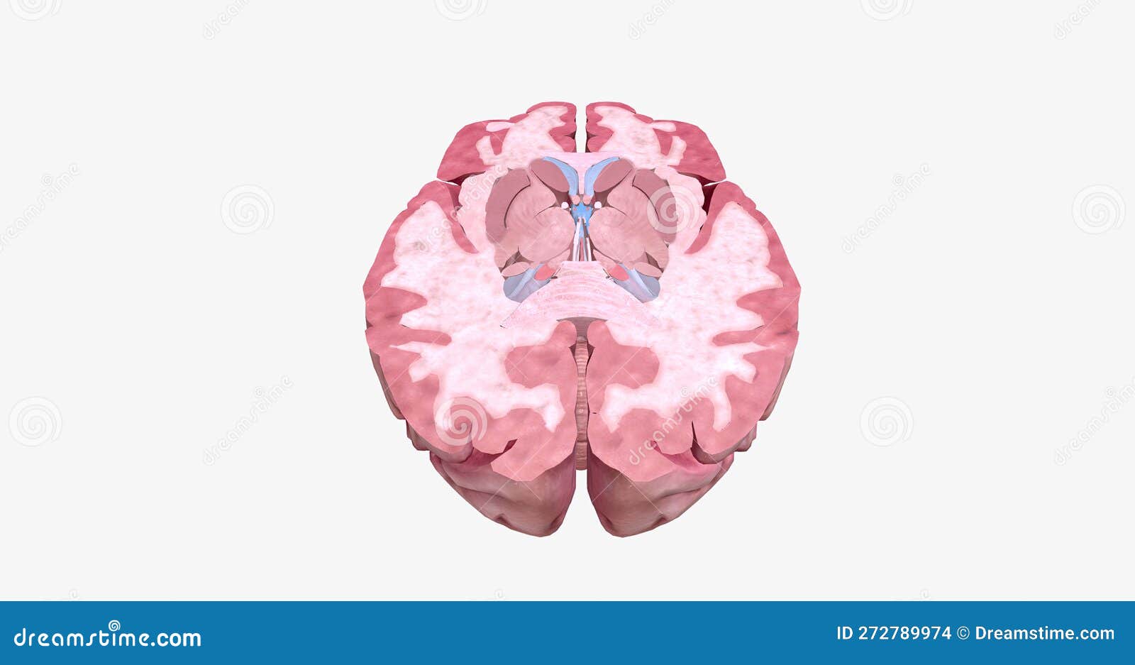 The Brain Transverse (Axial) Cross Section Stock Illustration ...