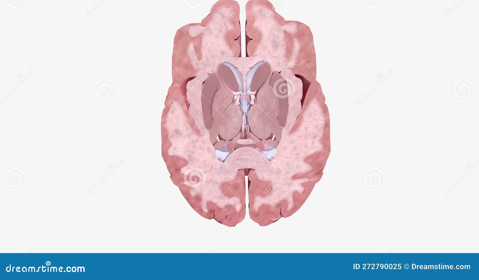 The Brain Transverse (Axial) Cross Section Stock Illustration ...