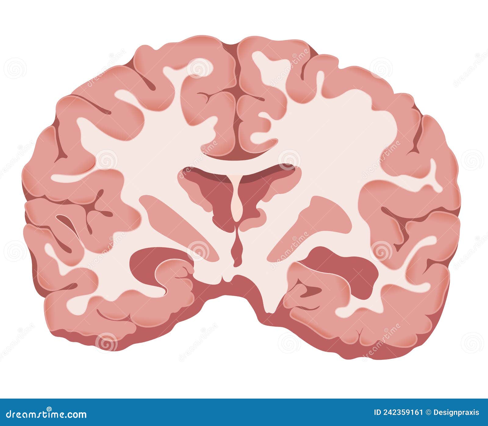 Brain Transverse Section - Illustration Stock Vector - Illustration of ...