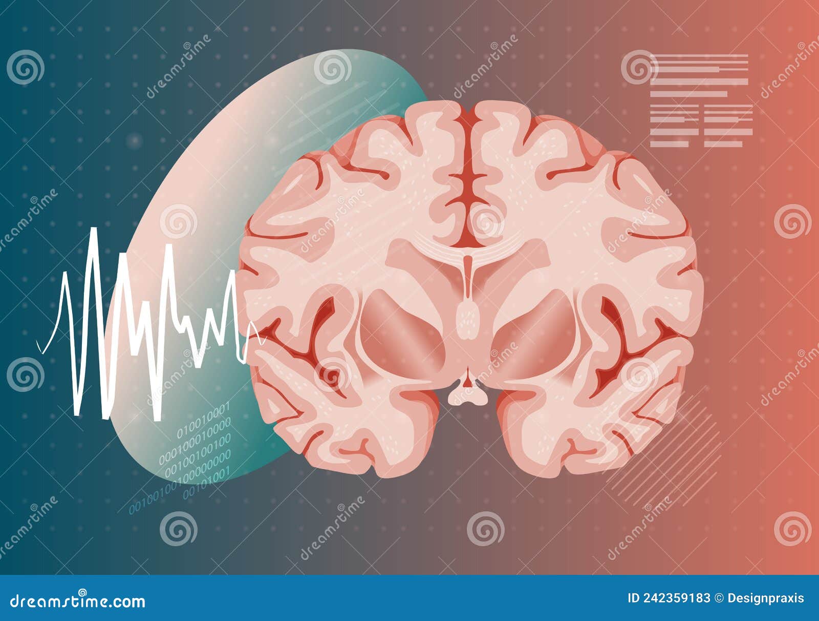 Brain Transverse Section - Illustration Stock Vector - Illustration of ...