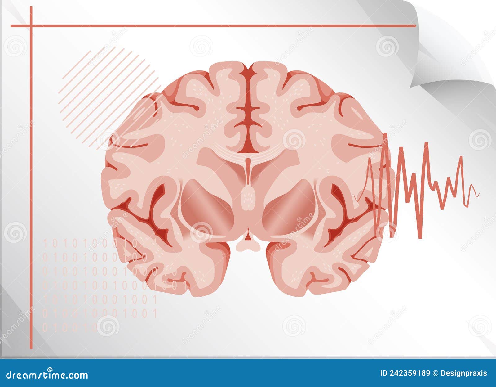 Brain Transverse Section - Illustration Stock Vector - Illustration of ...