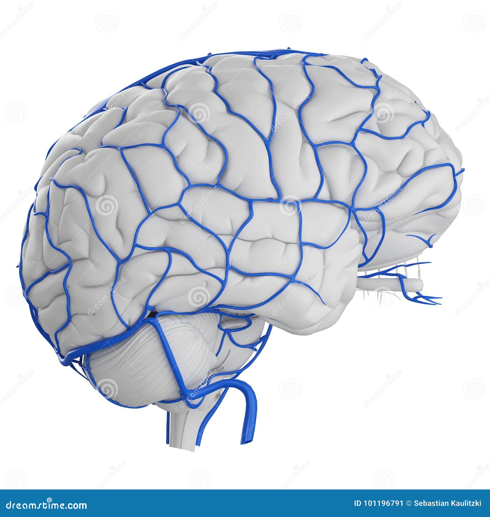 Brain Veins. Circulatory System, The Main Veins And Arteries Of The ...