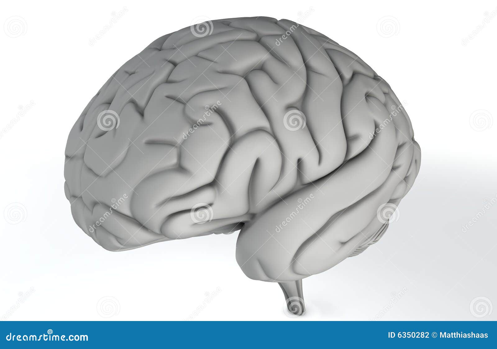 Brain on White stock illustration. Illustration of brain - 6350282