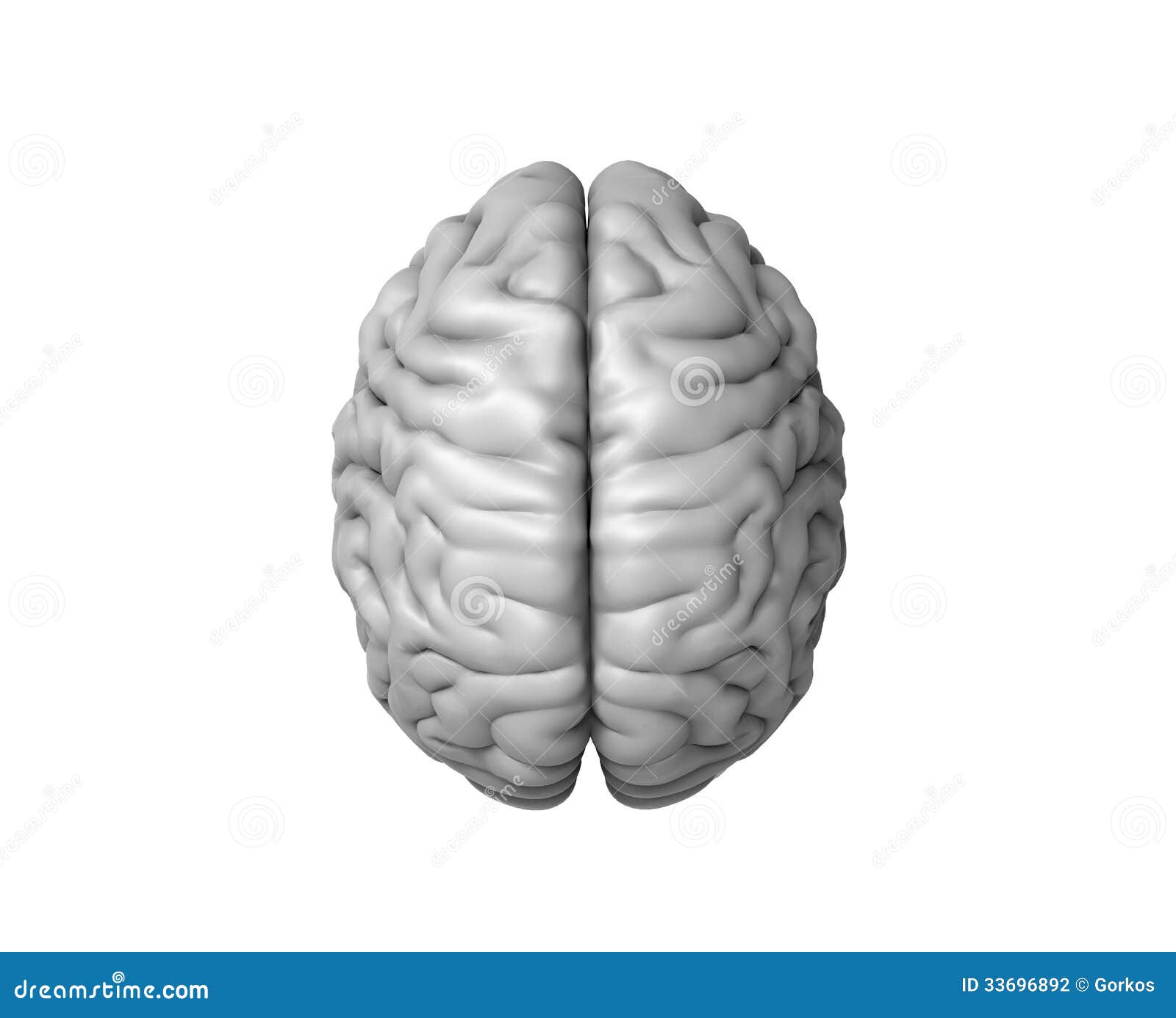 Brain on white background stock illustration. Illustration of right ...