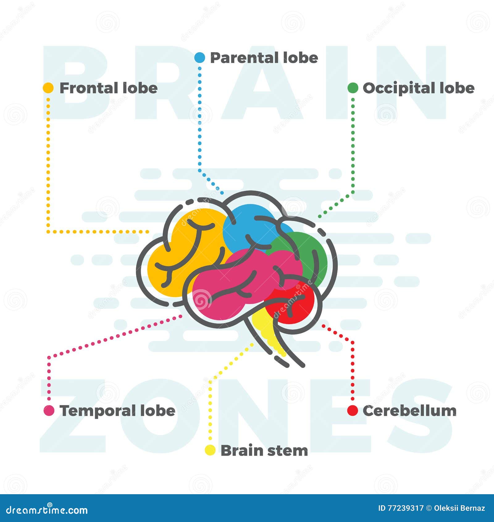 Brain Zones Scheme. Colorful Infographics of Different Lobes in Line ...