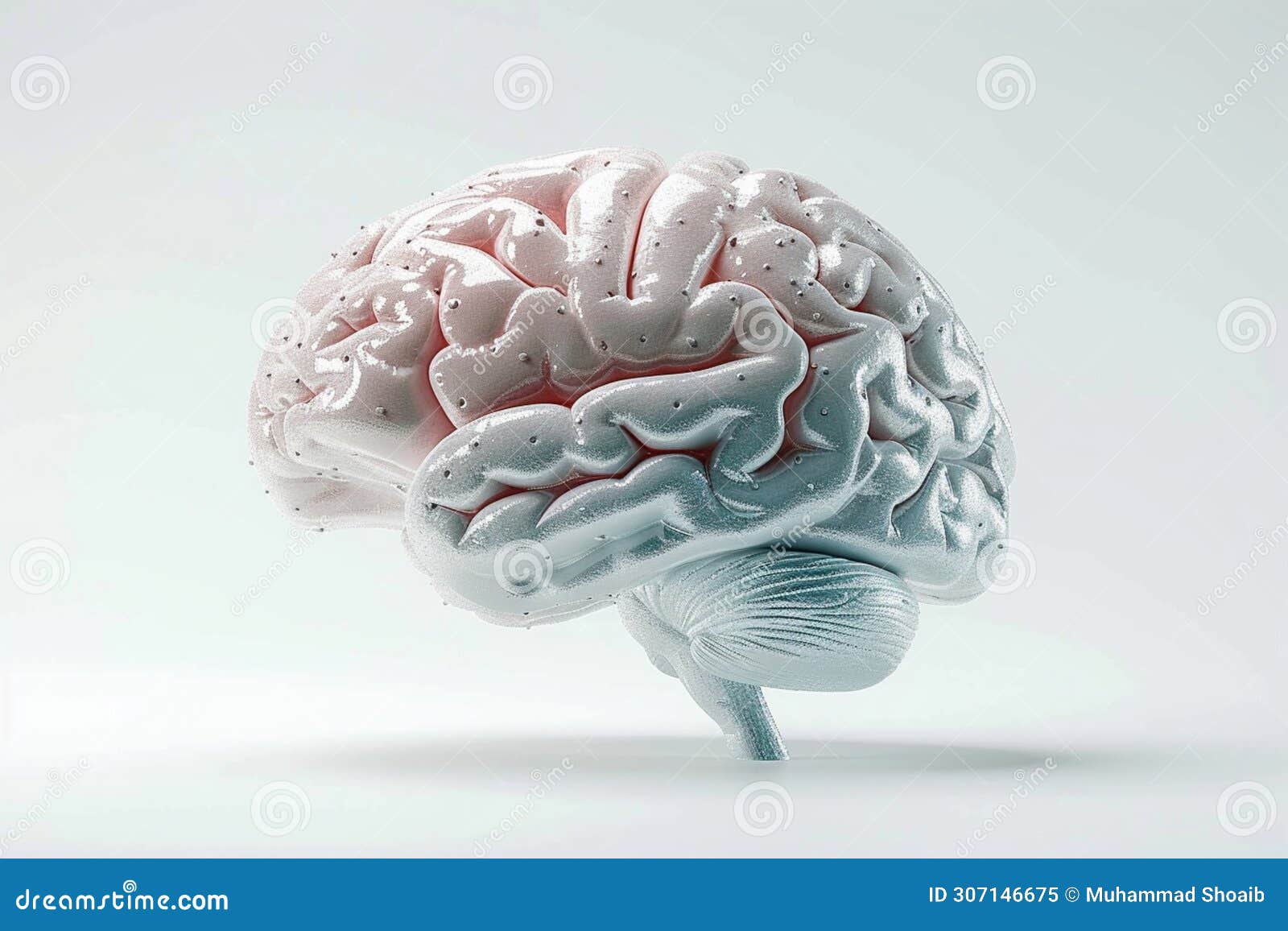 Brainpower Representation 3D Rendered Human Brain Isolated On White ...