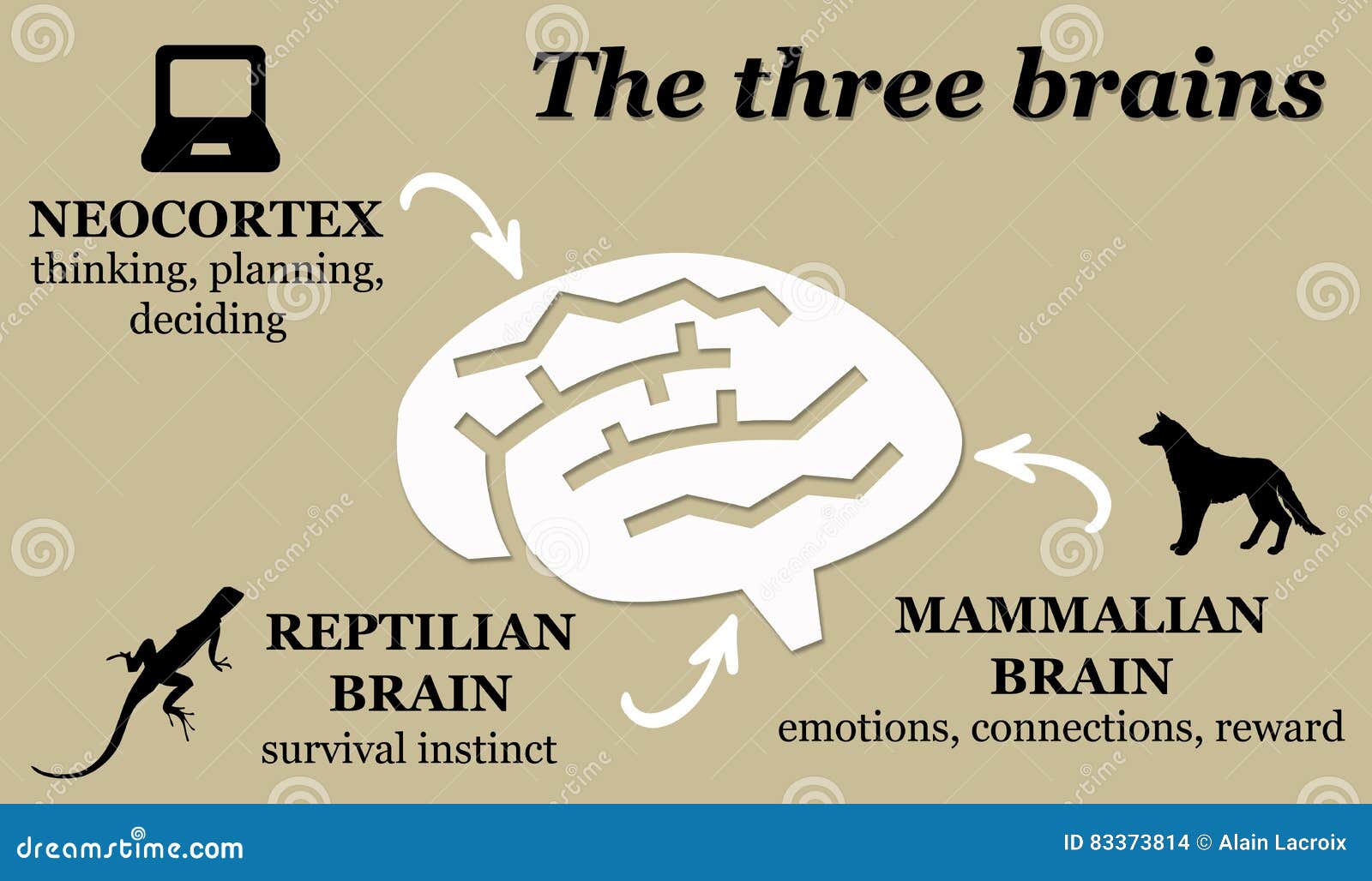 Brains Royalty-Free Stock Image | CartoonDealer.com #83373814