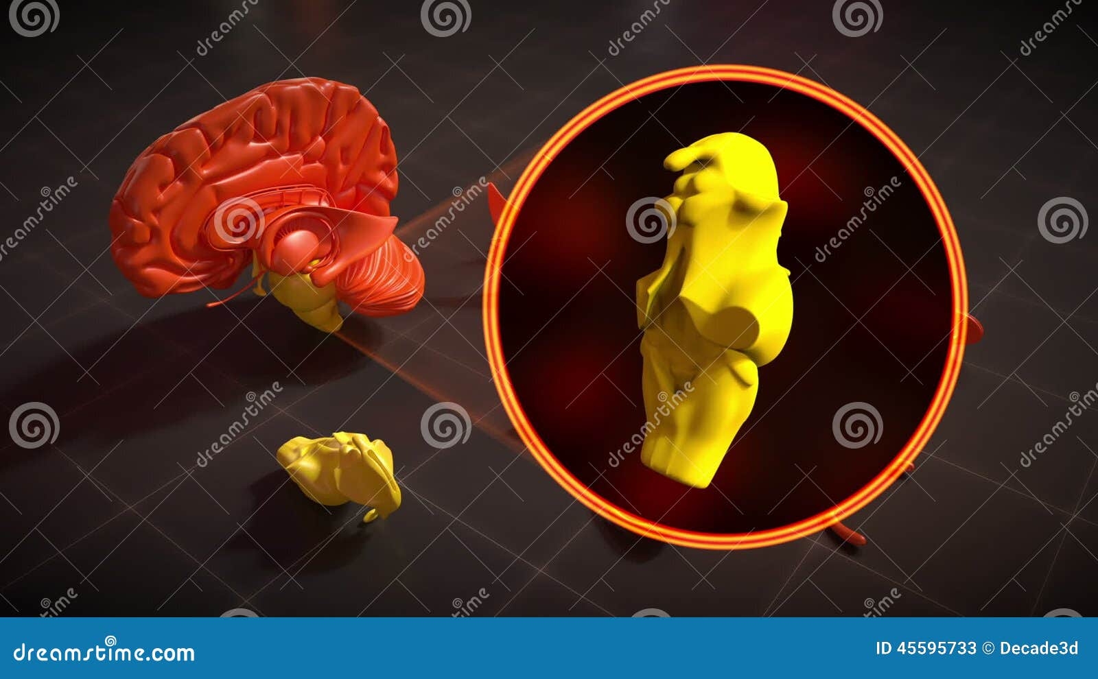 Brainstem Cartoons, Illustrations & Vector Stock Images - 1952 Pictures ...