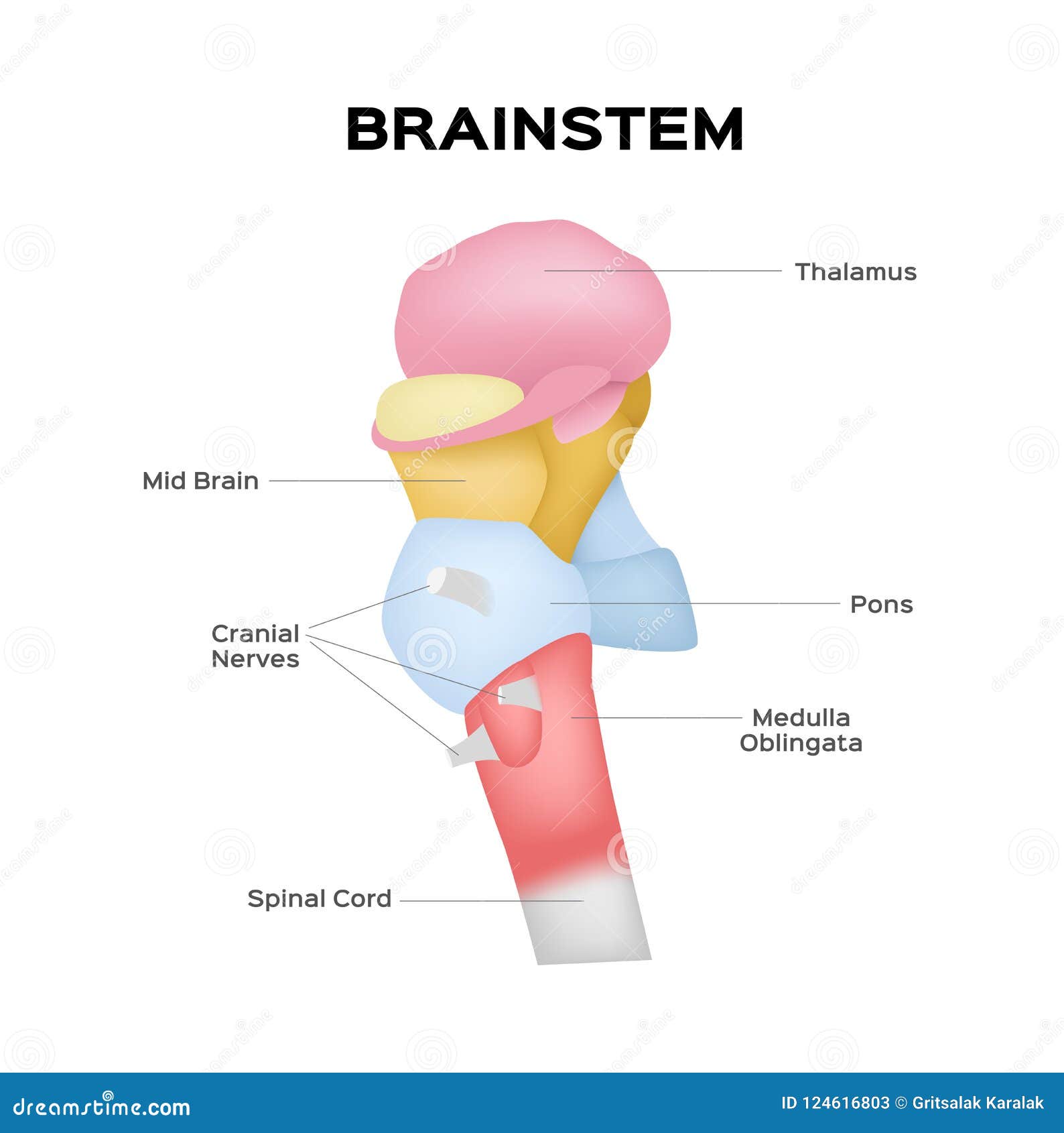Brainstem vector stock vector. Illustration of health - 124616803