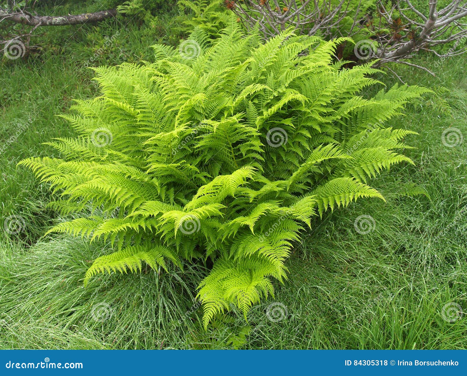 The Brake Fern Grows among a Grass Stock Photo - Image of ...