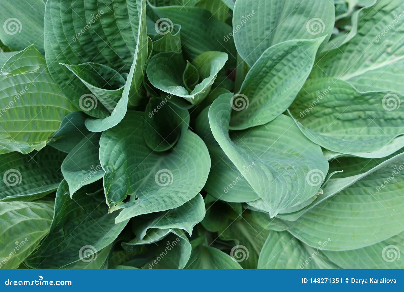 Brake green leaves plant stock image. Image of leaves - 148271351