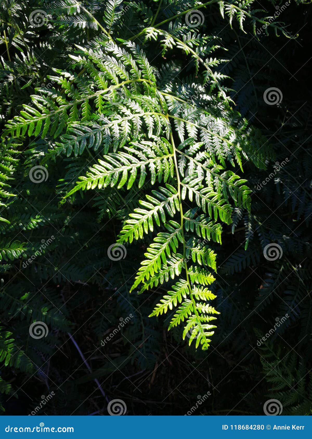 Braken стоковое фото. изображение насчитывающей папоротник - 118684280