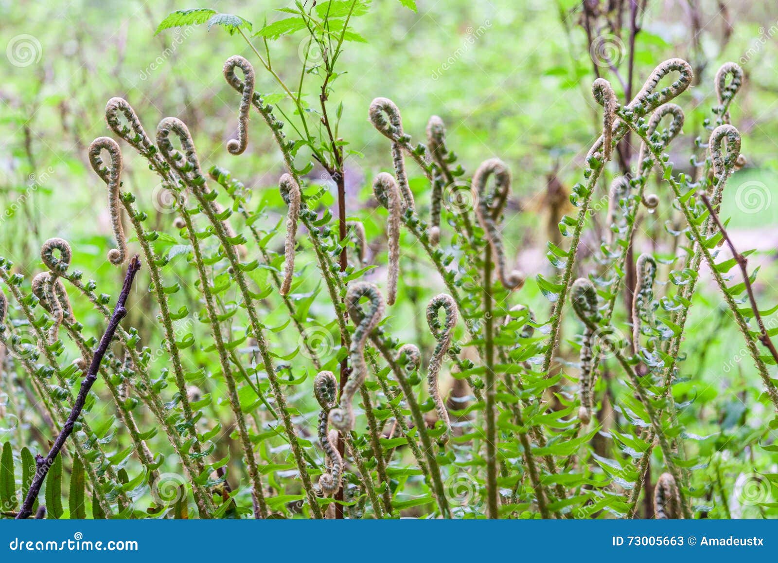 Braken at Olympic National Park Washington USA Stock Image - Image of ...