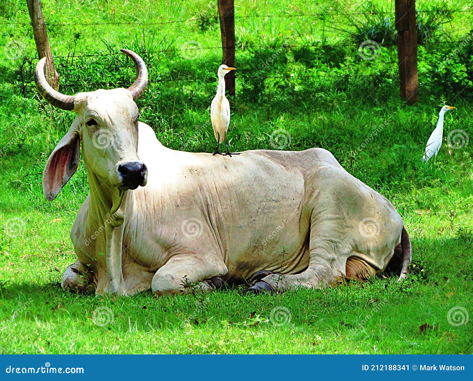 Braman Bulls Costa Rica stock image. Image of follow - 212188341