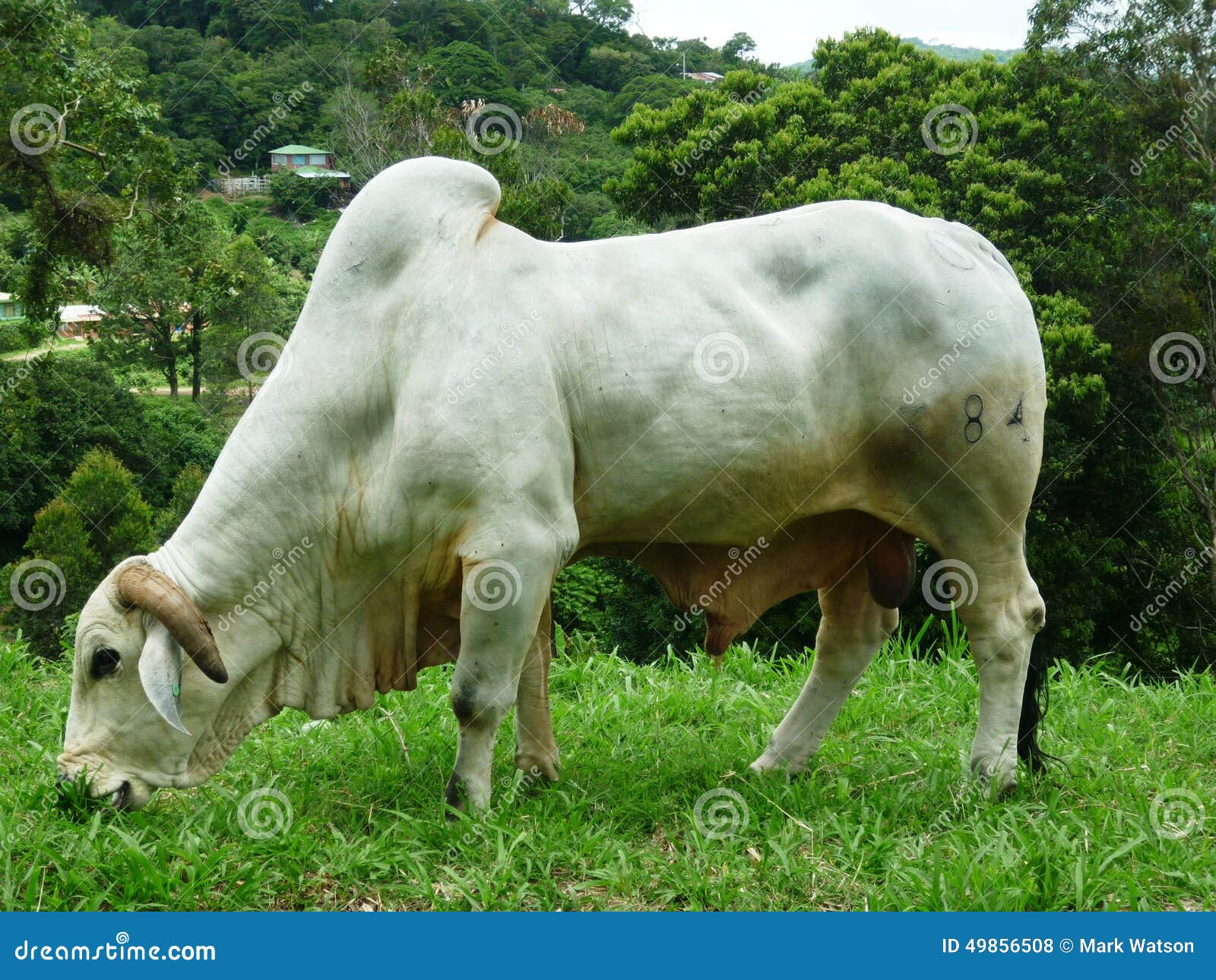 Braman Bulls editorial stock photo. Image of followme - 49856508