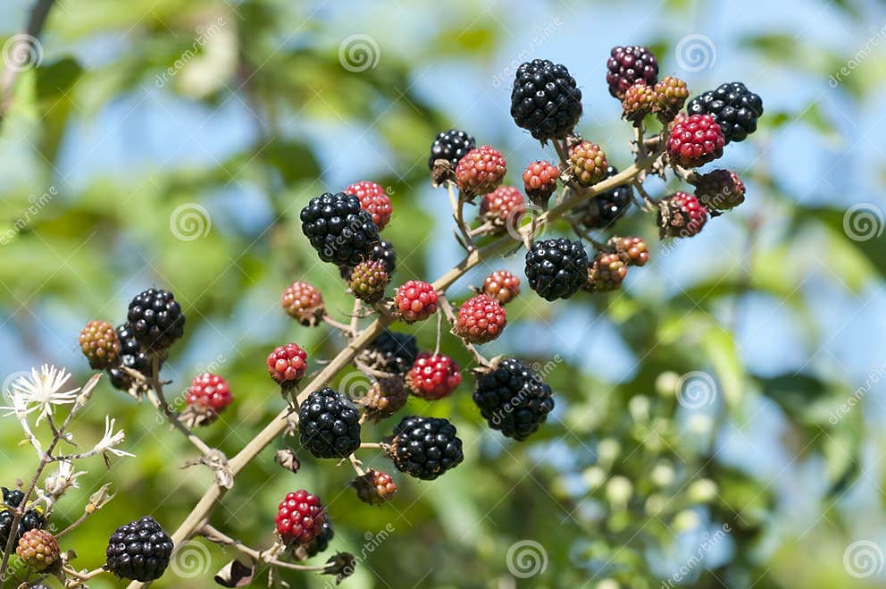 Bramble stock image. Image of nature, butcher, green - 15495737