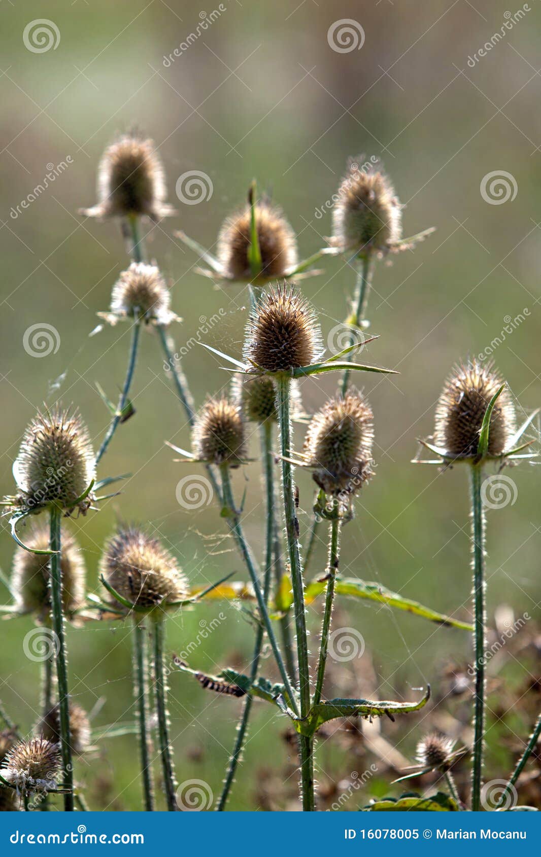 Bramble stock image. Image of protection, vegetation - 16078005