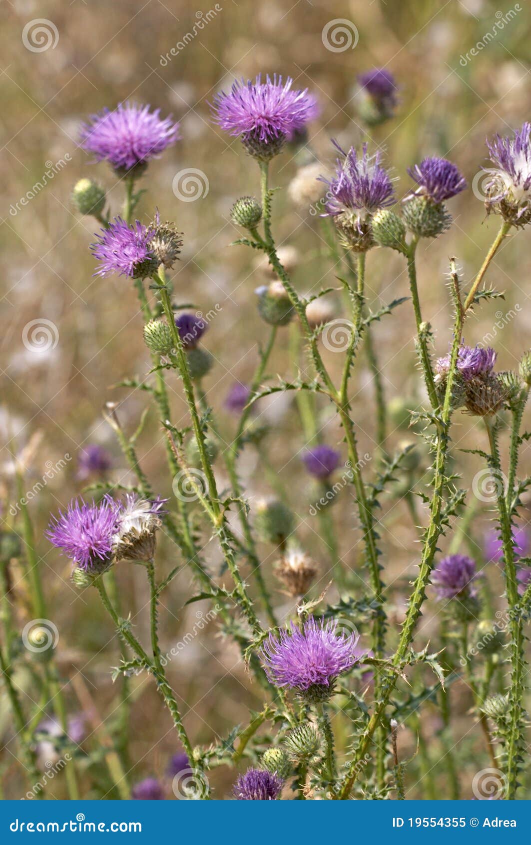 Bloom Bramble Plant View in Day Summer Stock Image - Image of beauty ...