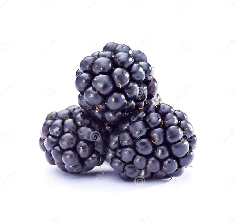 Bramble stock photo. Image of diet, fruit, leaves, dessert - 27979406