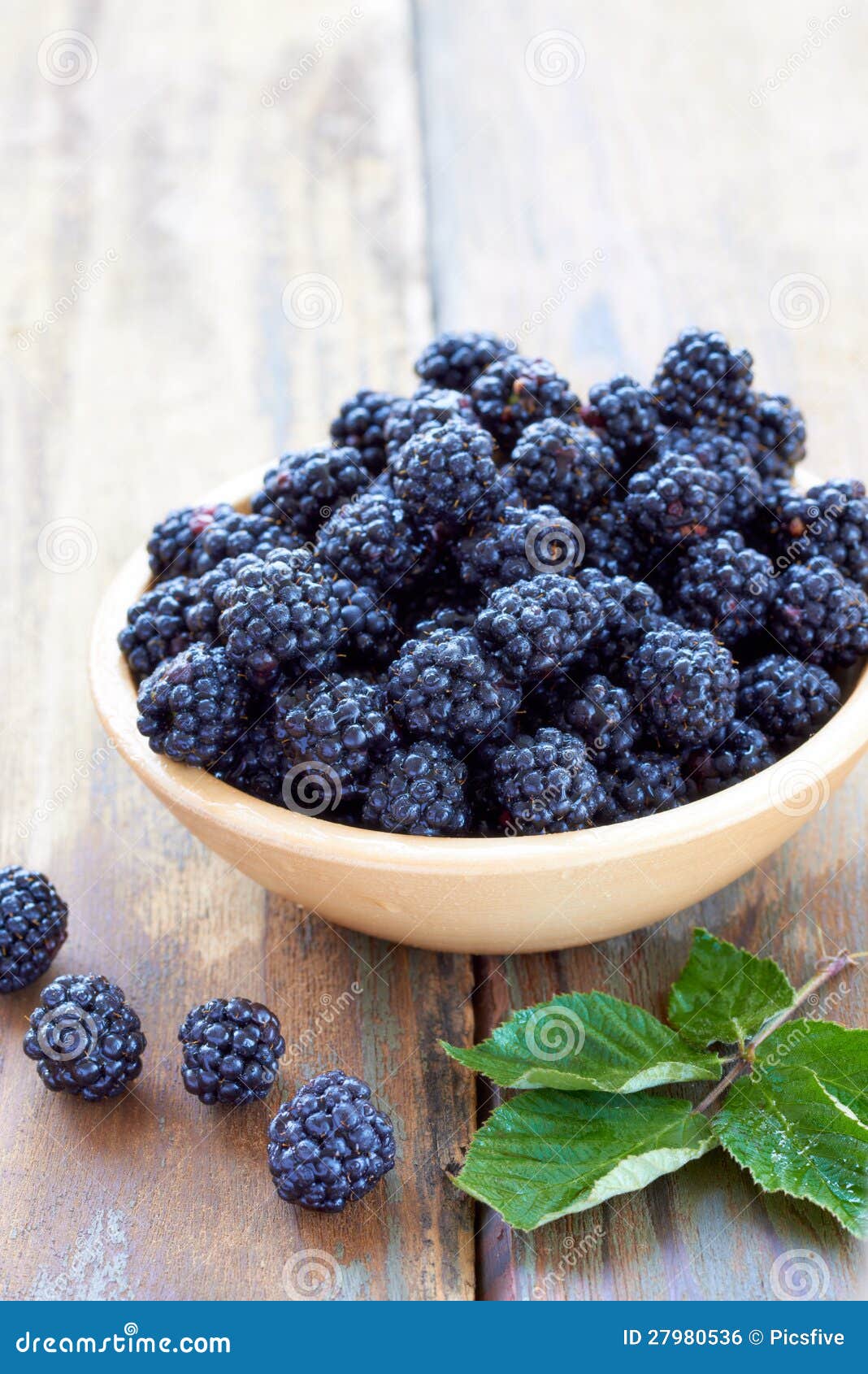 Bramble stock photo. Image of bramble, berry, fruit, leaf - 27980536