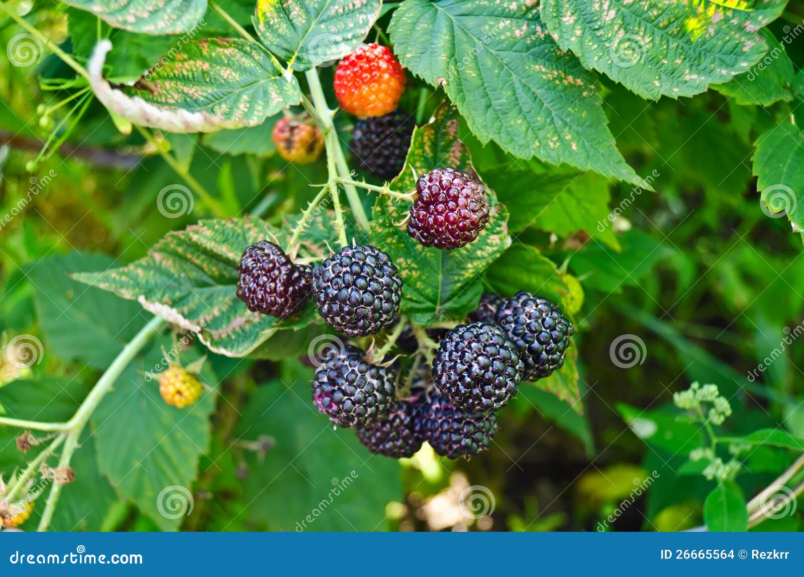 Bramble on the Background Leaves Stock Photo - Image of dessert ...
