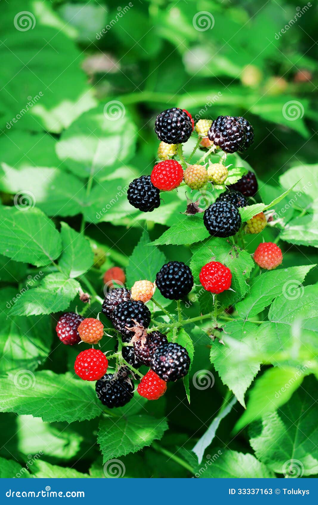 Bramble berries on a bush stock image. Image of green - 33337163
