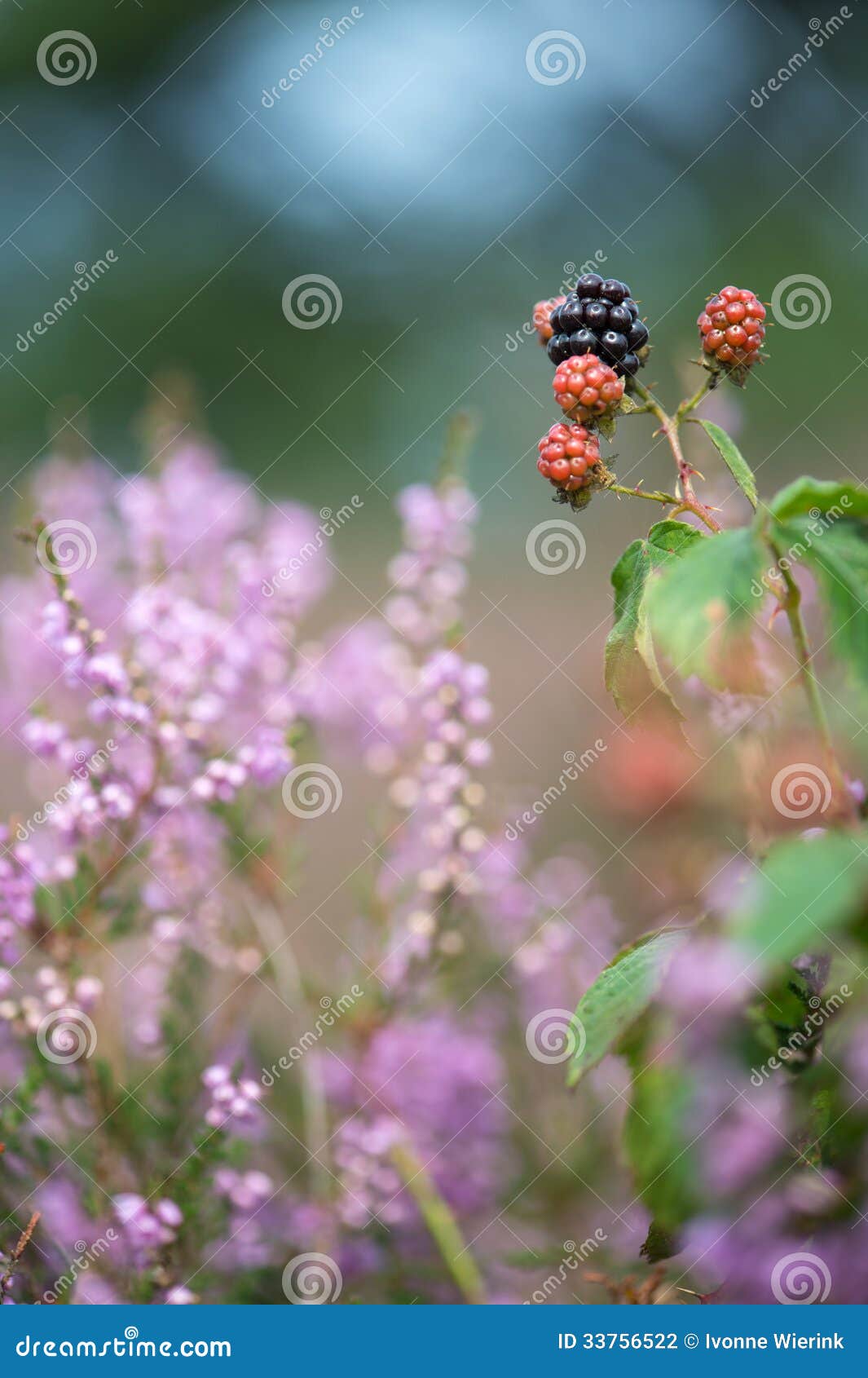Bramble berries and heath stock photo. Image of purple - 33756522