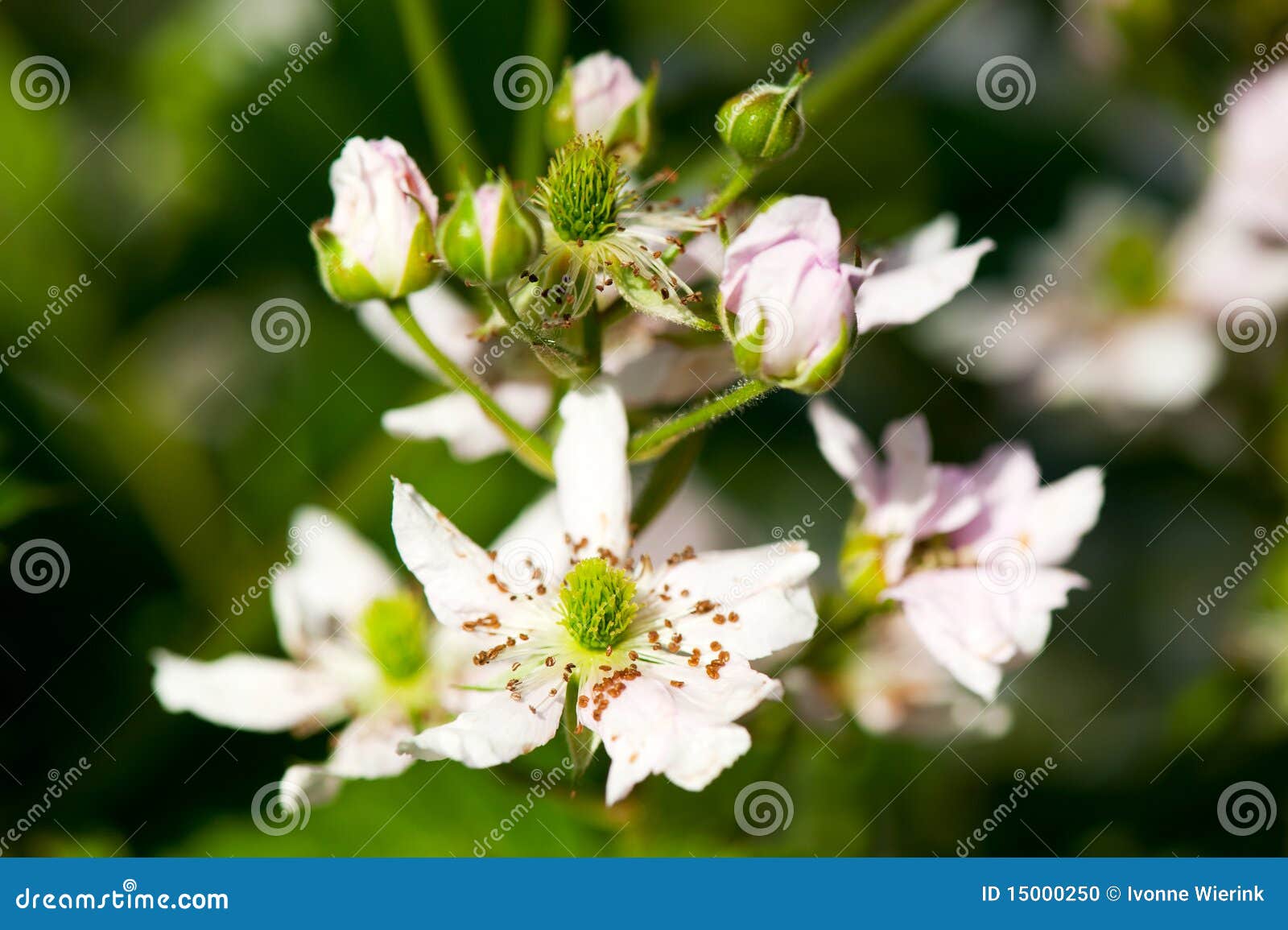 Bramble berry flowers stock photo. Image of nature, fruit - 15000250