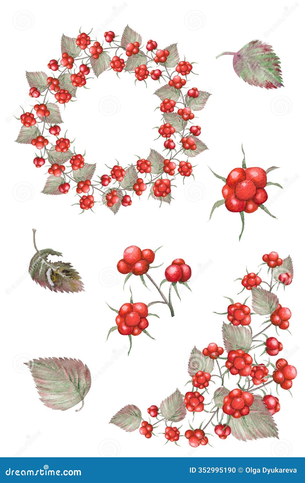 Bramble Berry Frame,watercolor Illustration. Hand-painted Watercolor ...