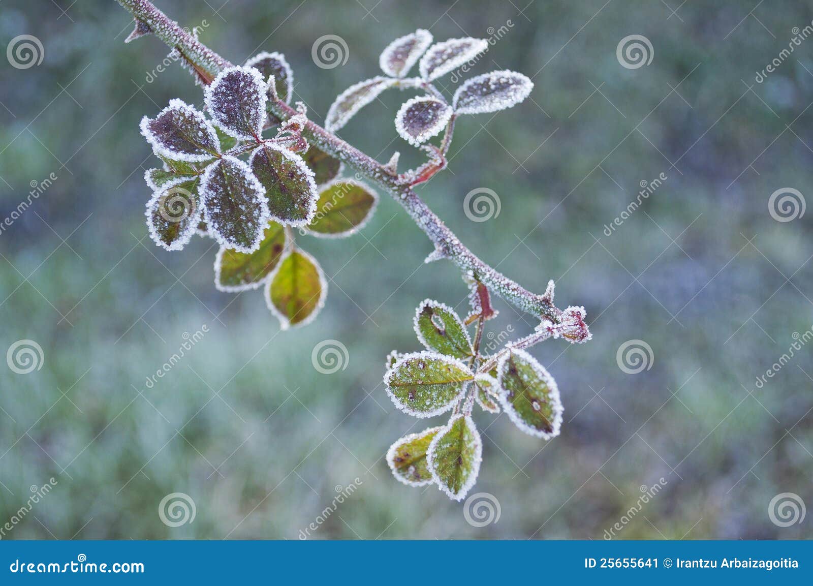 Bramble Branch Covered in Frost Stock Image - Image of covered ...