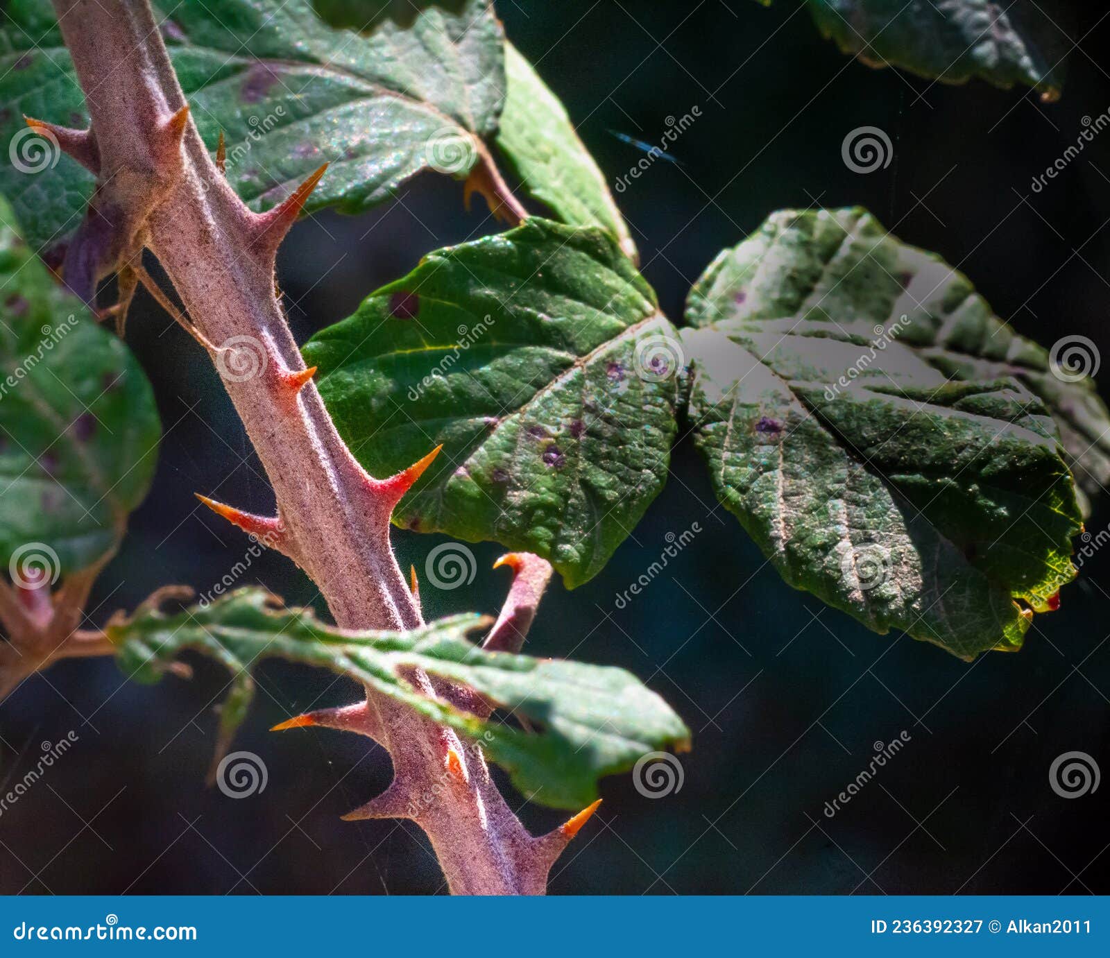 Bramble Branch on Dark Background Stock Image - Image of nature ...
