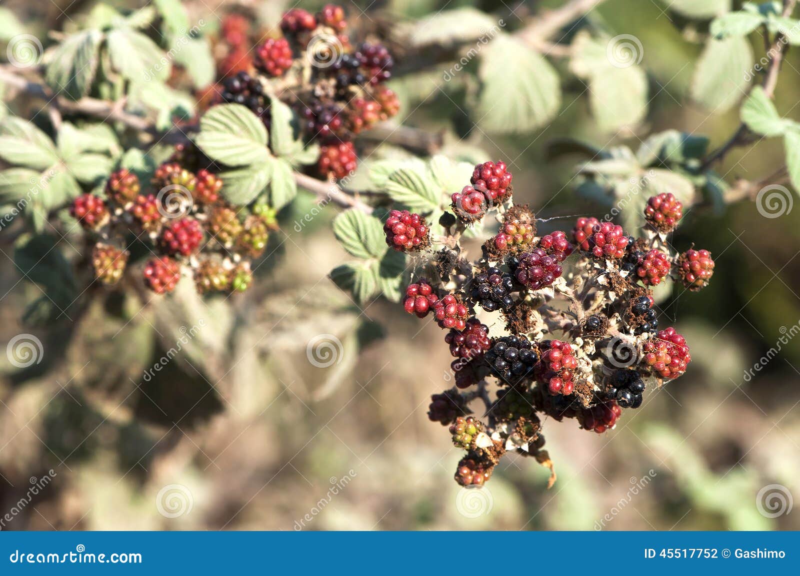 Bramble bush stock photo. Image of flora, countryside - 45517752