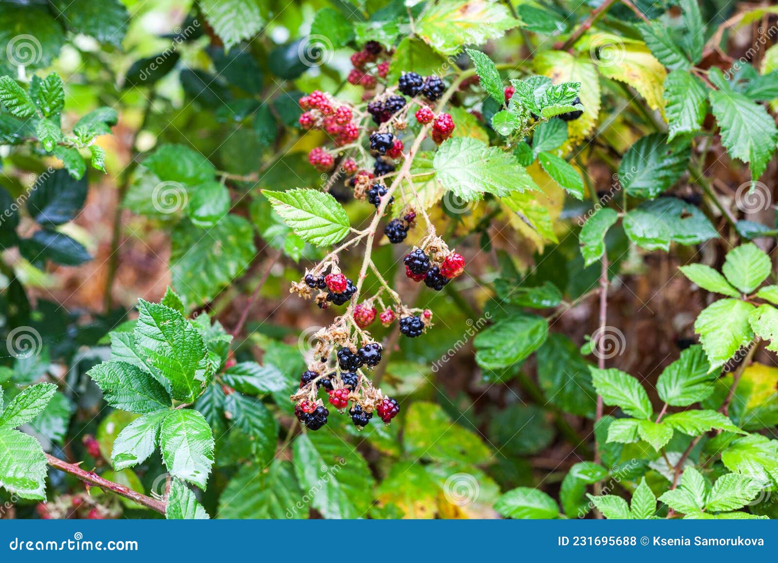 Bramble on the bush stock photo. Image of nature, leaf - 231695688