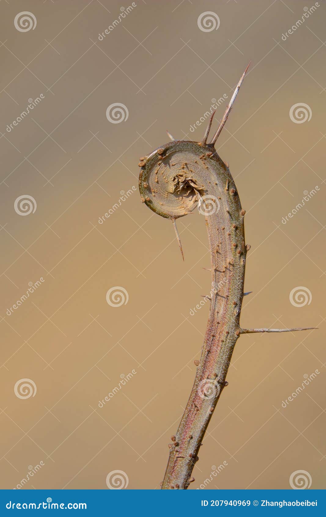 Bramble stock image. Image of bramble, thorny, thorns - 207940969