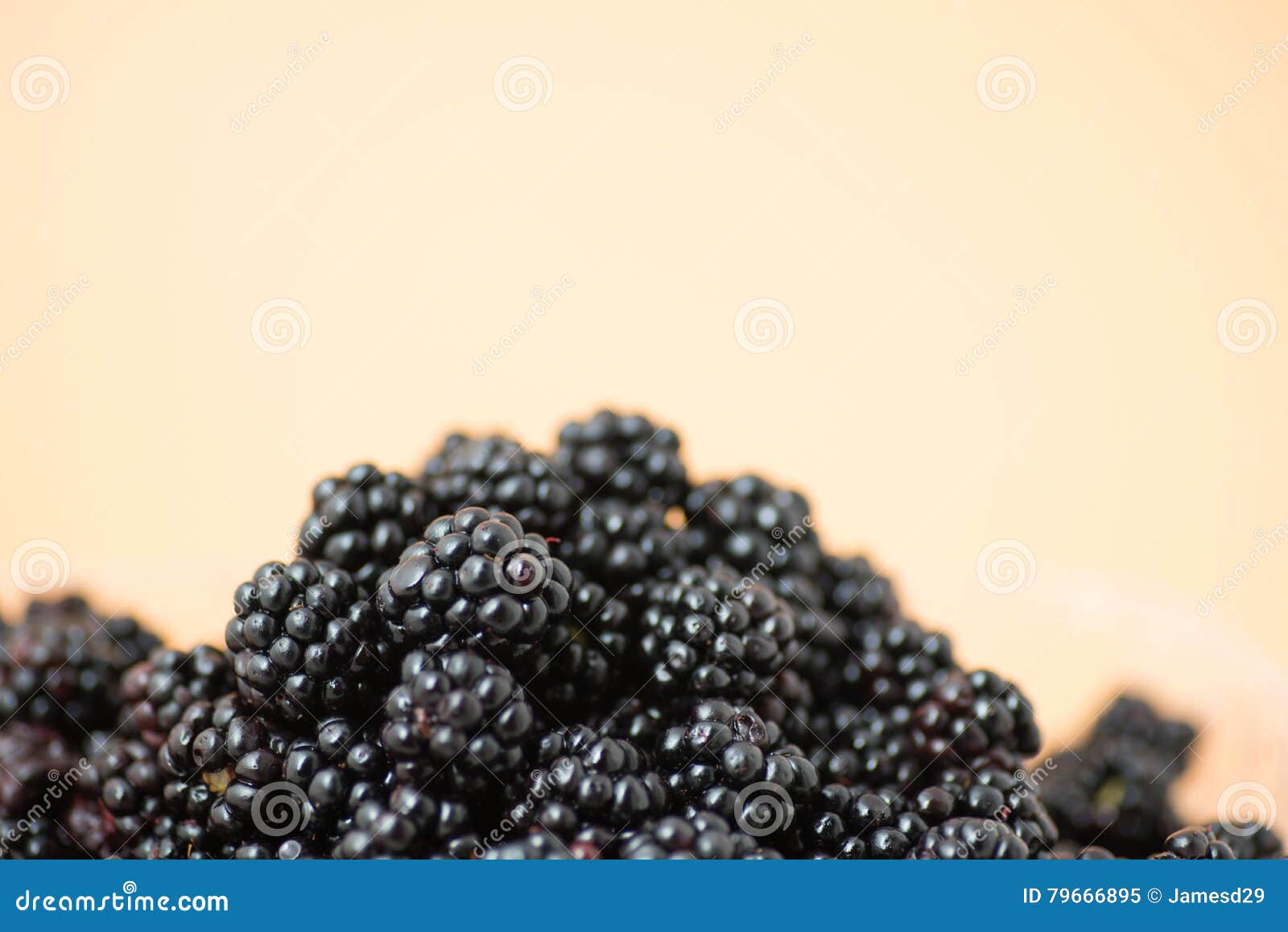 Bramble close up stock image. Image of wild, bush, vulgaris - 79666895