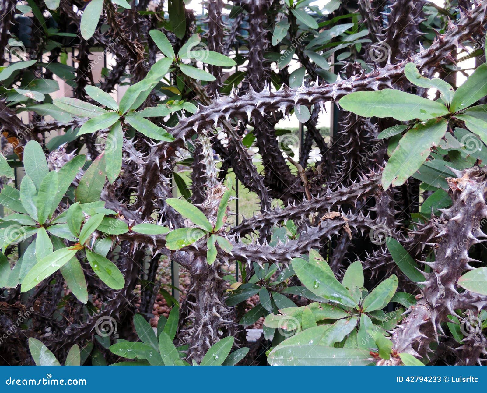 Bramble stock image. Image of hostile, gloomy, dingy - 42794233