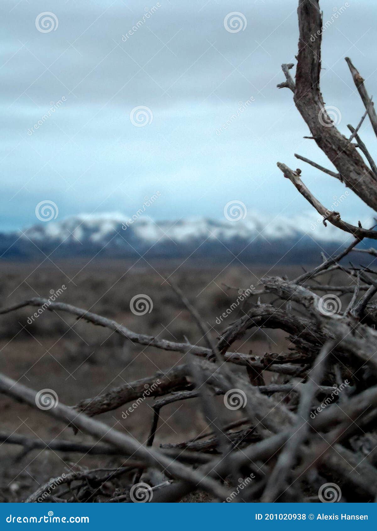 Bramble of Sticks Under Cloudy Sky with Snowy Mountains Stock Photo ...