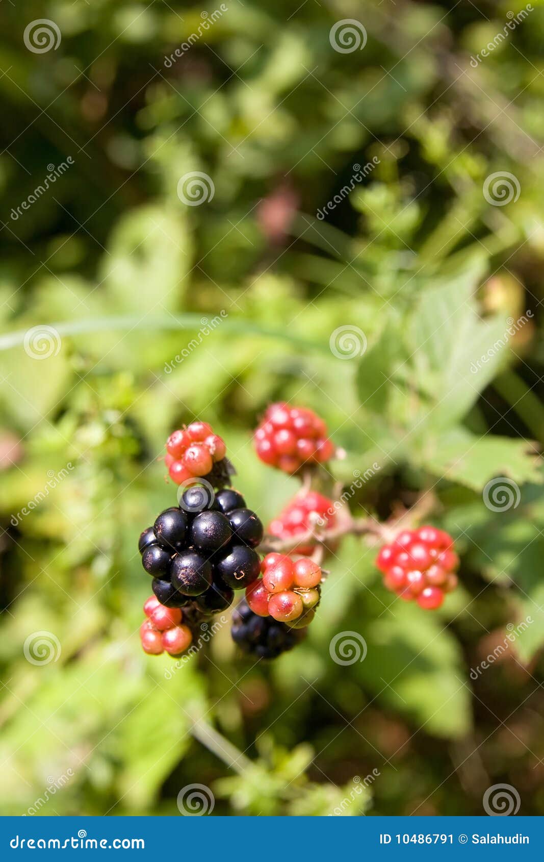 Bramble fruit stock image. Image of raspberry, seasonal - 10486791