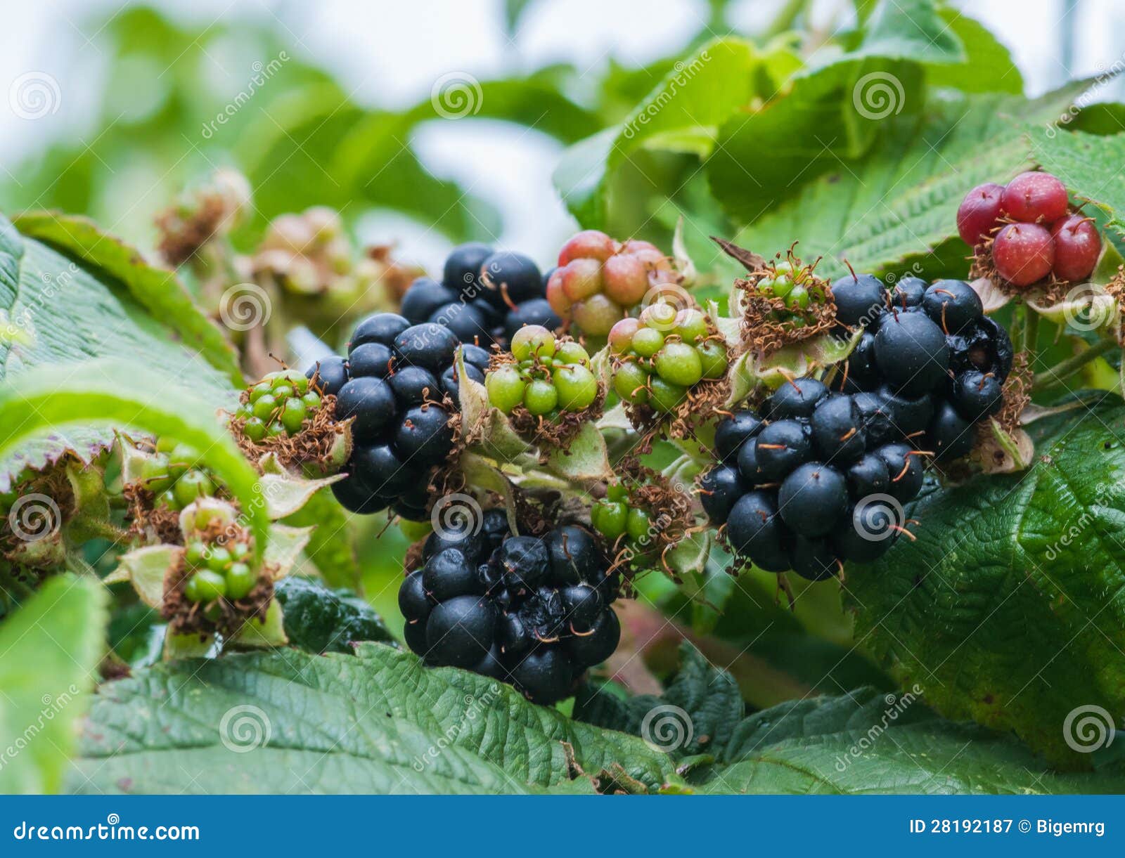 Bramble Fruits stock image. Image of nature, bush, green - 28192187