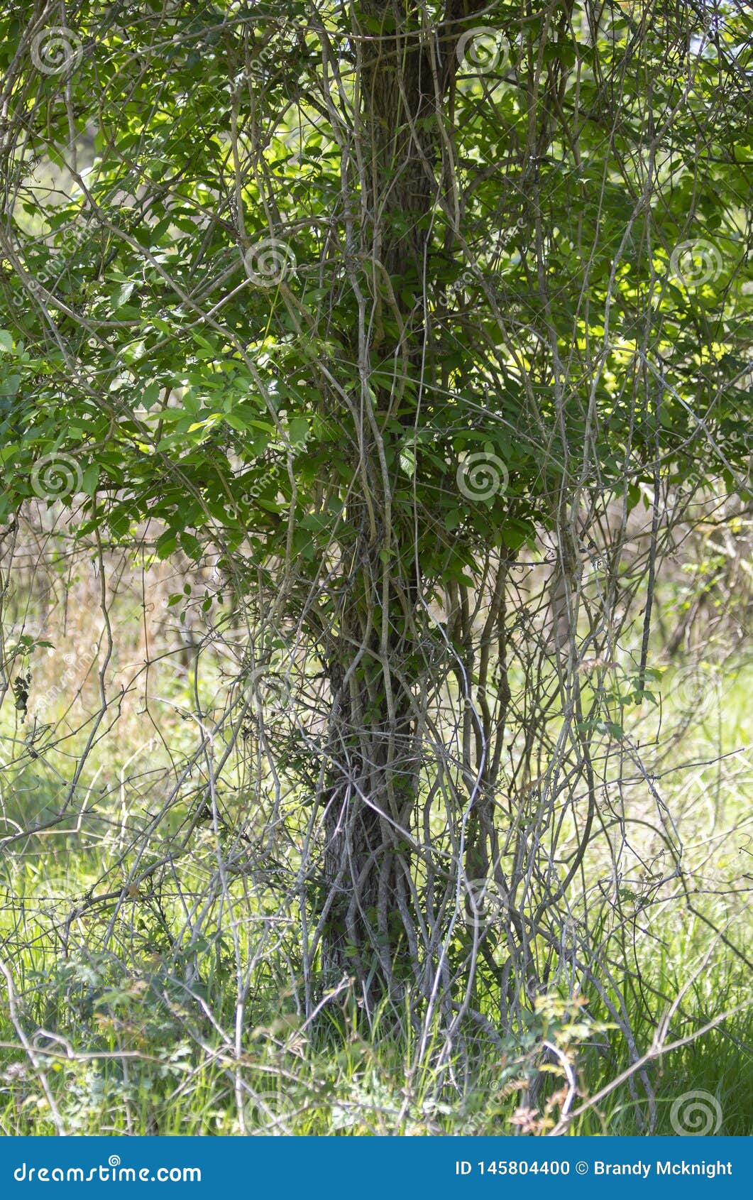 Bramble Growing Down a Tree Stock Photo - Image of background, organism ...