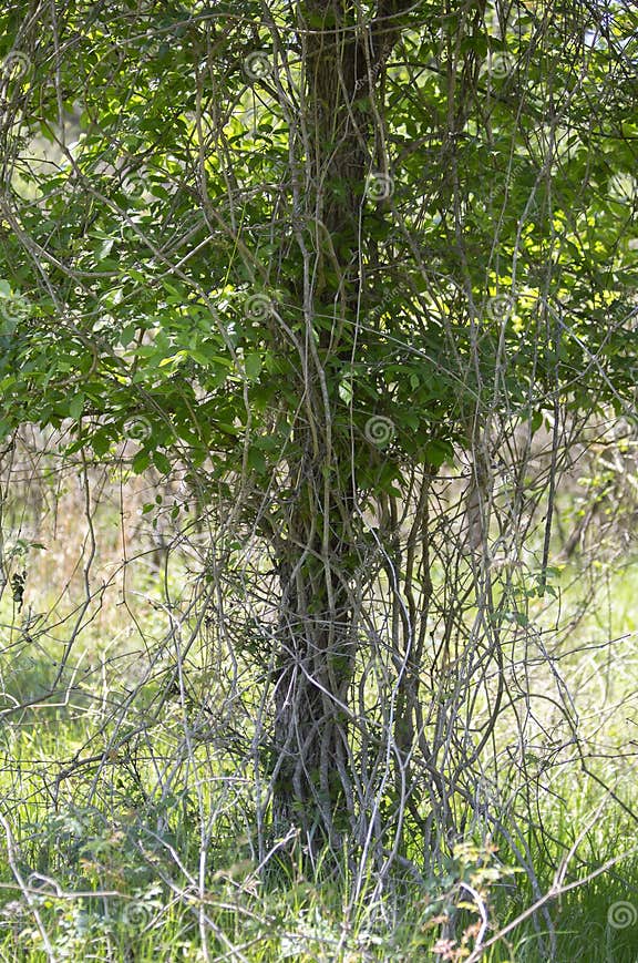 Bramble Growing Down a Tree Stock Photo - Image of background, organism ...