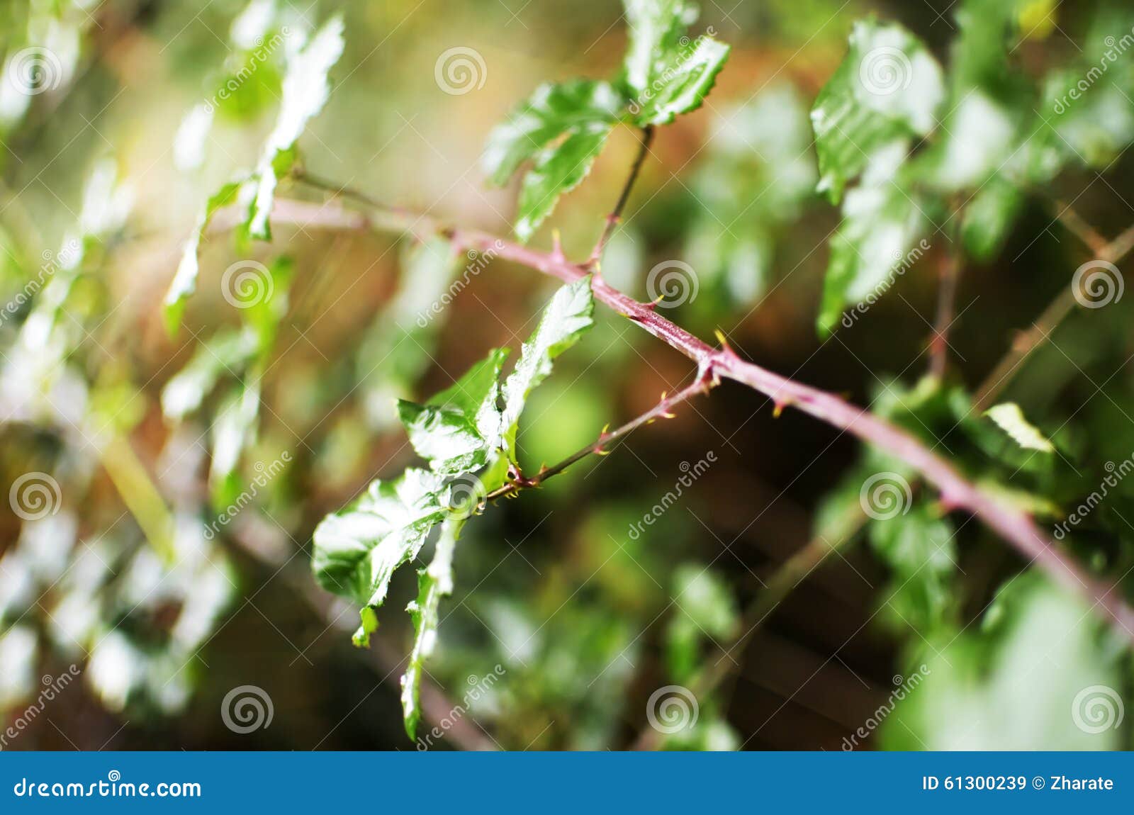 Bramble stock image. Image of macro, bramble, nature - 61300239
