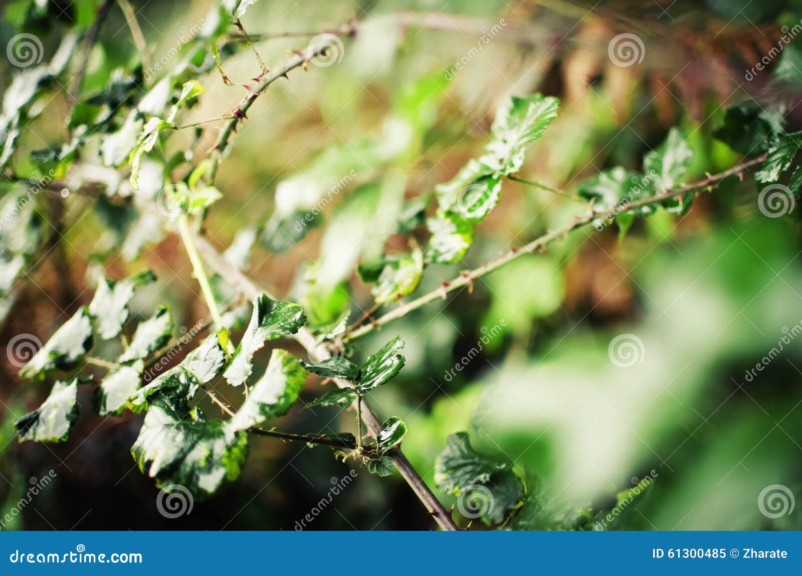 Bramble stock image. Image of nature, bramble, thorny - 61300485