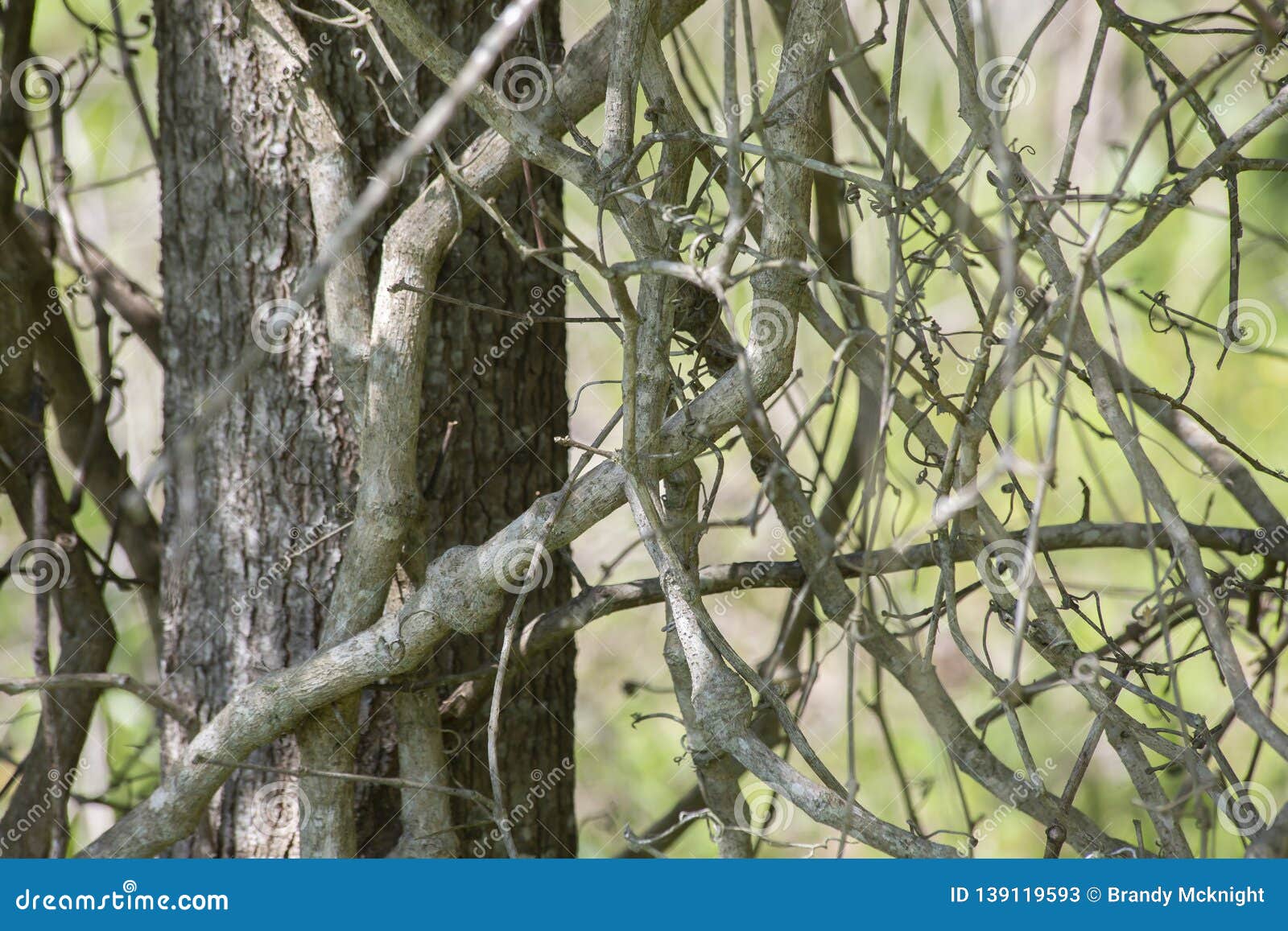 Bramble Twisting Near Tree stock image. Image of gray - 139119593