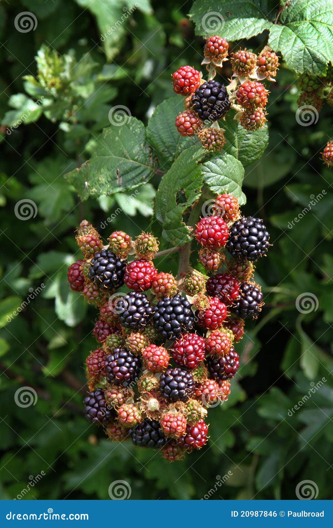 Brambles. stock photo. Image of grow, wild, fruit, plant - 20987846