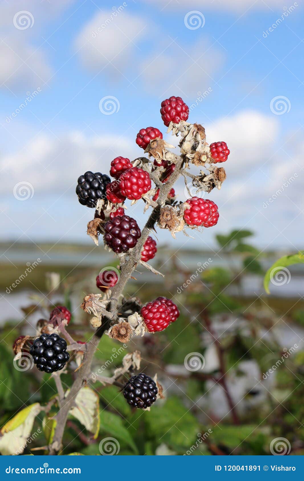 Brambles with Blackberries stock image. Image of britain - 120041891