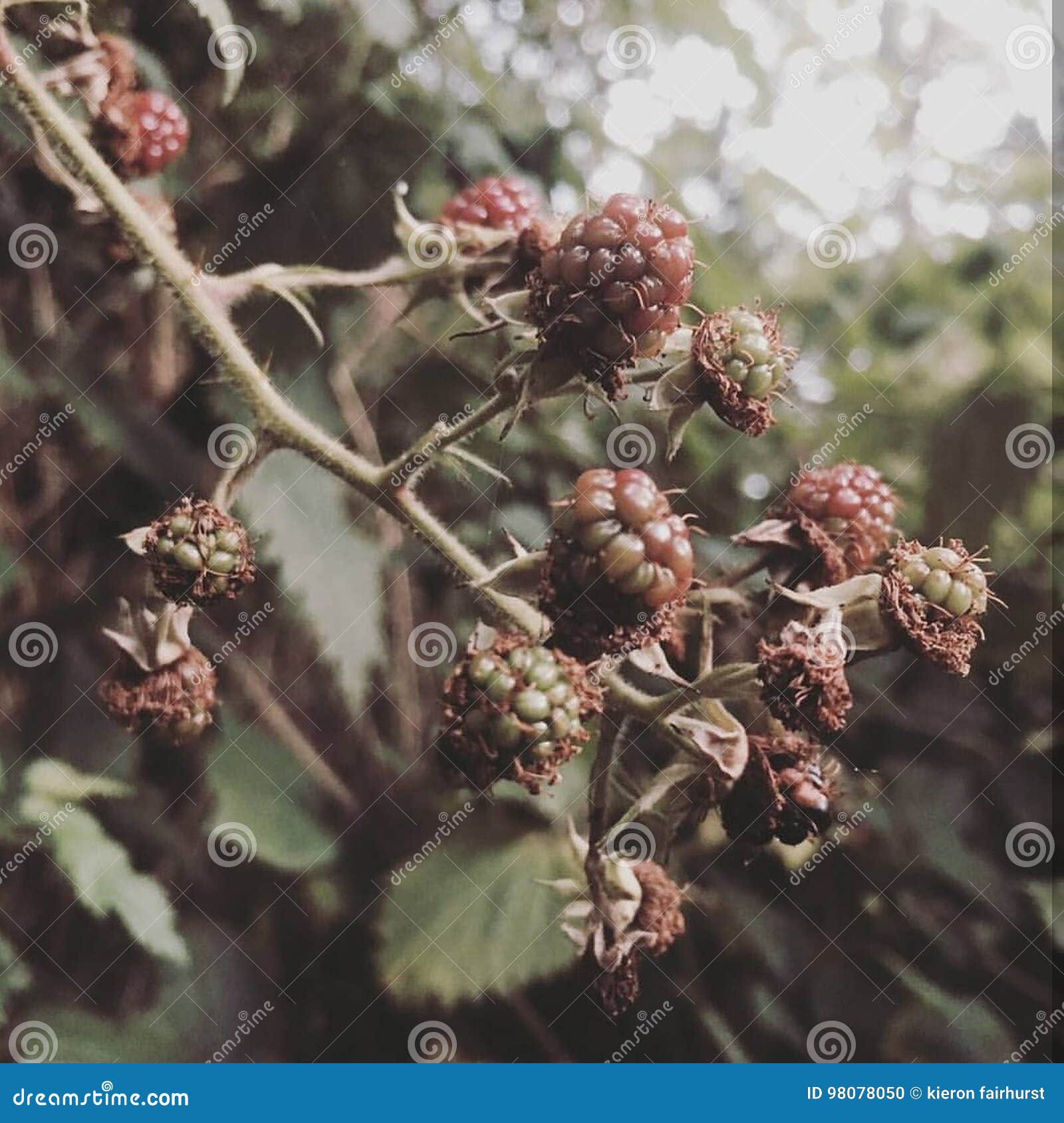 Brambles stock photo. Image of bush, nature, leaves, brambles - 98078050