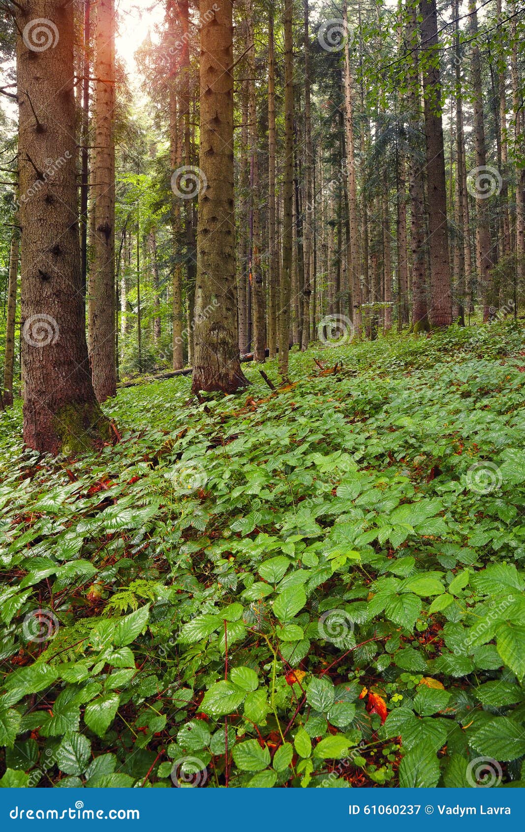 Brambles in the Forest at Dawn Stock Image - Image of lane, illuminated ...