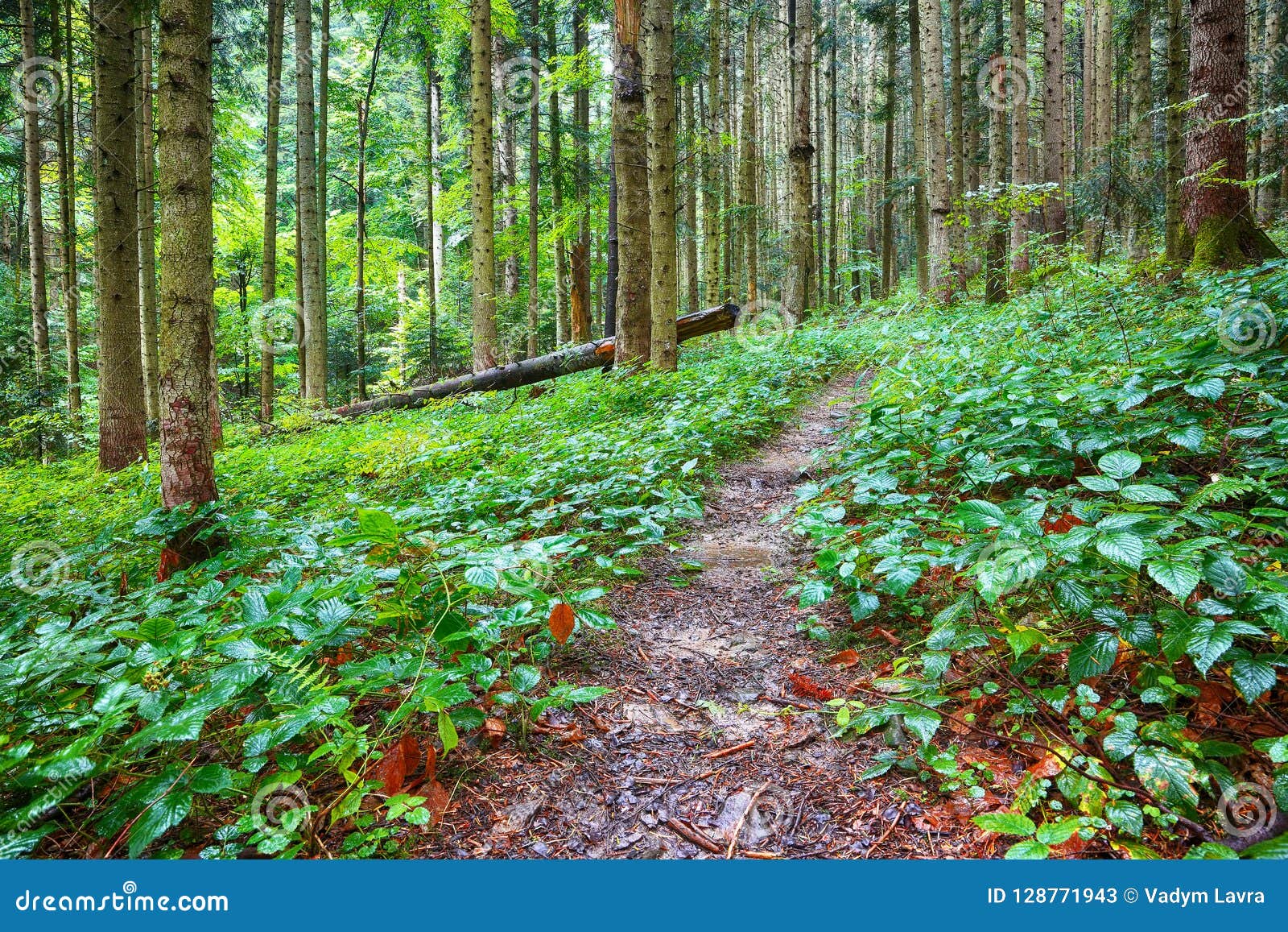 Brambles in the Forest during Rainy Day Stock Image - Image of space ...